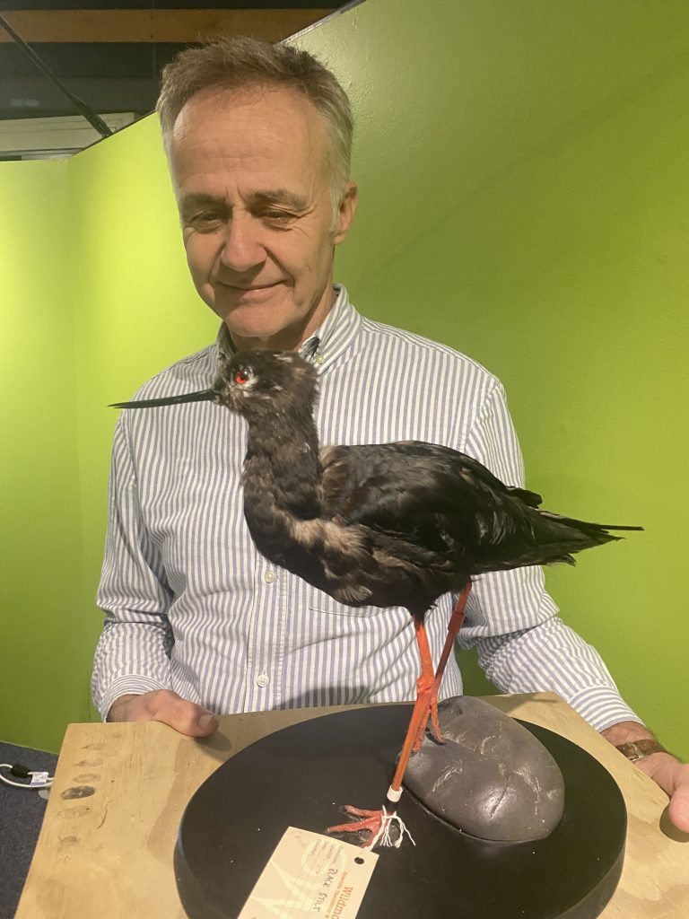 Museum’s ‘snapshot’ of natural heritage - Timaru Courier